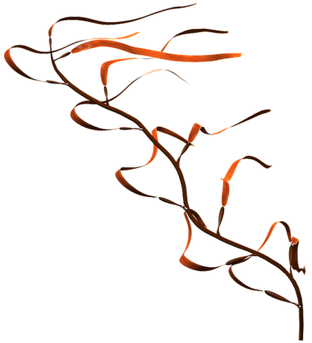 Archivo de las Algas